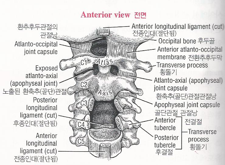 경추의 기능해부학 네이버 블로그